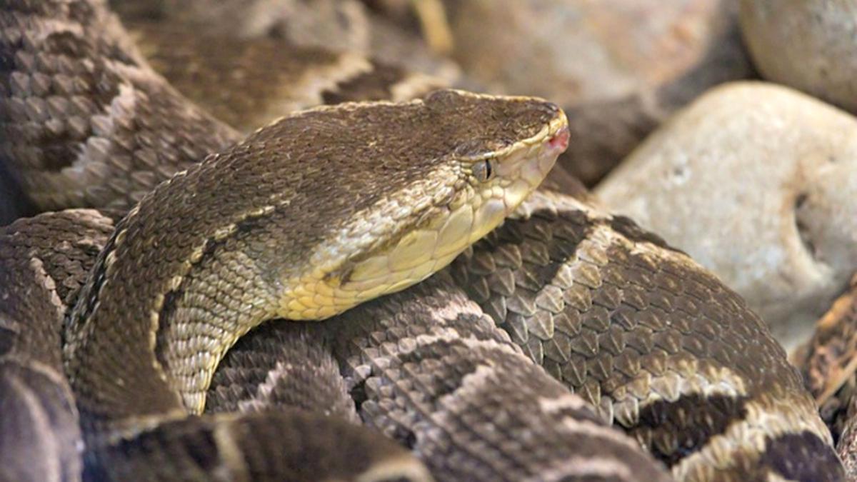 Bisa Ular Mematikan Ternyata Bisa Selamatkan Nyawa Manusia - Global ...