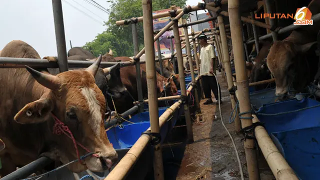 Deretan Sapi Kurban Bernama Artis, Mulai Syahrini Hingga Manohara ...