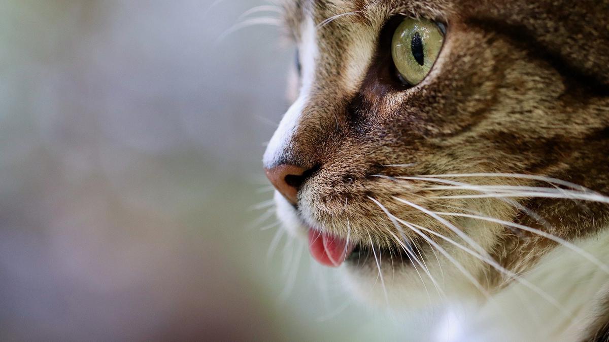 5 Hal yang Harus Diperhatikan saat Merawat Kucing di Rumah Agar Tetap Sehat