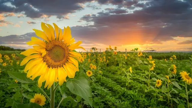 5 Manfaat Bunga Matahari yang Jarang Diketahui - Ragam Bola.com