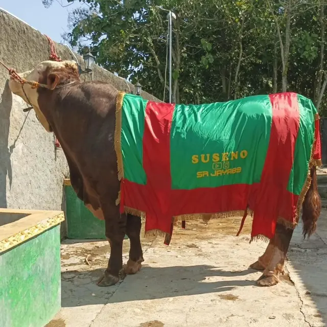 Potret Sapi Kurban Inul Daratista dan Keluarga untuk Idul Adha 2024 ...
