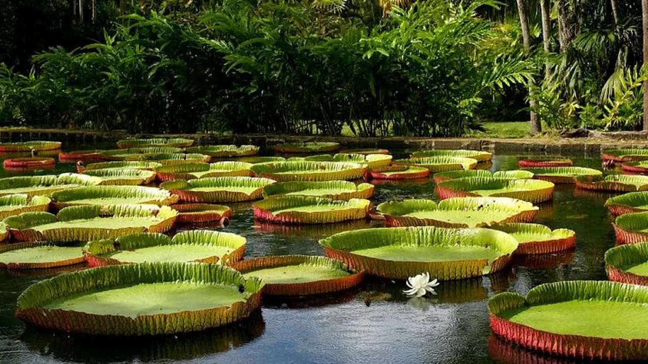 5 Fakta Unik Victoria Amazonica, Teratai Raksasa yang Kuat Tahan Beban ...