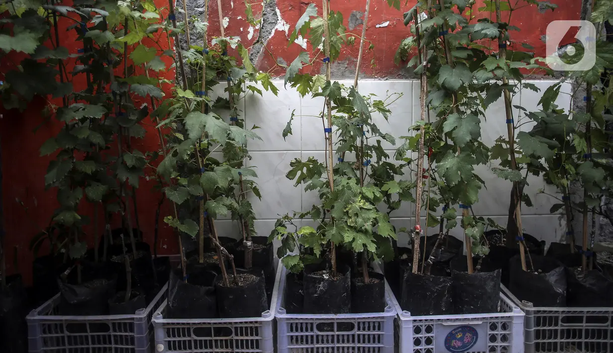 FOTO: Pengembangan Varietas Baru Anggur - Foto Liputan6.com