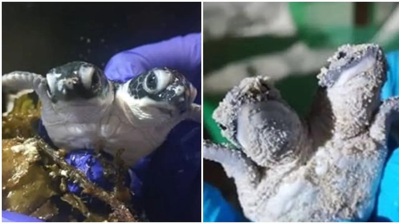 Kisah Miris di Balik Penemuan Kura-Kura Berkepala Dua di Pesisir Pantai ...
