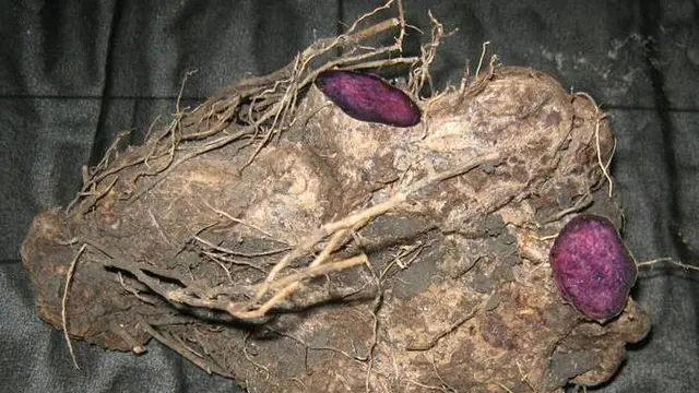 Menggali Potensi Uwi, Umbi yang Kaya Khasiat - Regional Liputan6.com