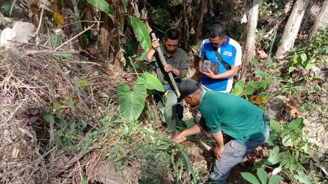 Hutan Pacitan Menyempit, Macan Tutul Turun Gunung - Regional Liputan6.com