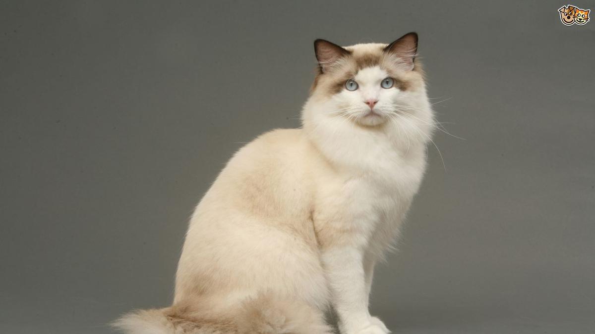 Richard, Kucing Ragdoll yang Senang Meluncur - Lifestyle Fimela.com