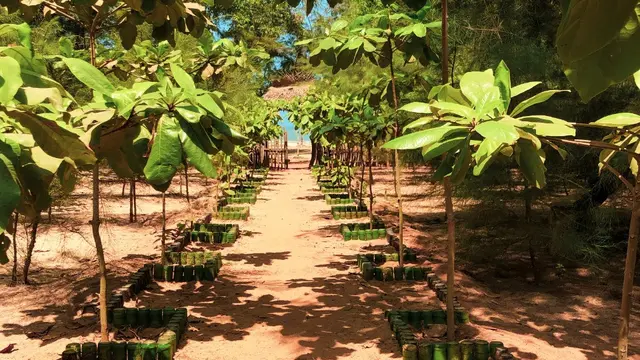 Mitos Pohon Jati yang Perlu Diketahui - Ragam Bola.com