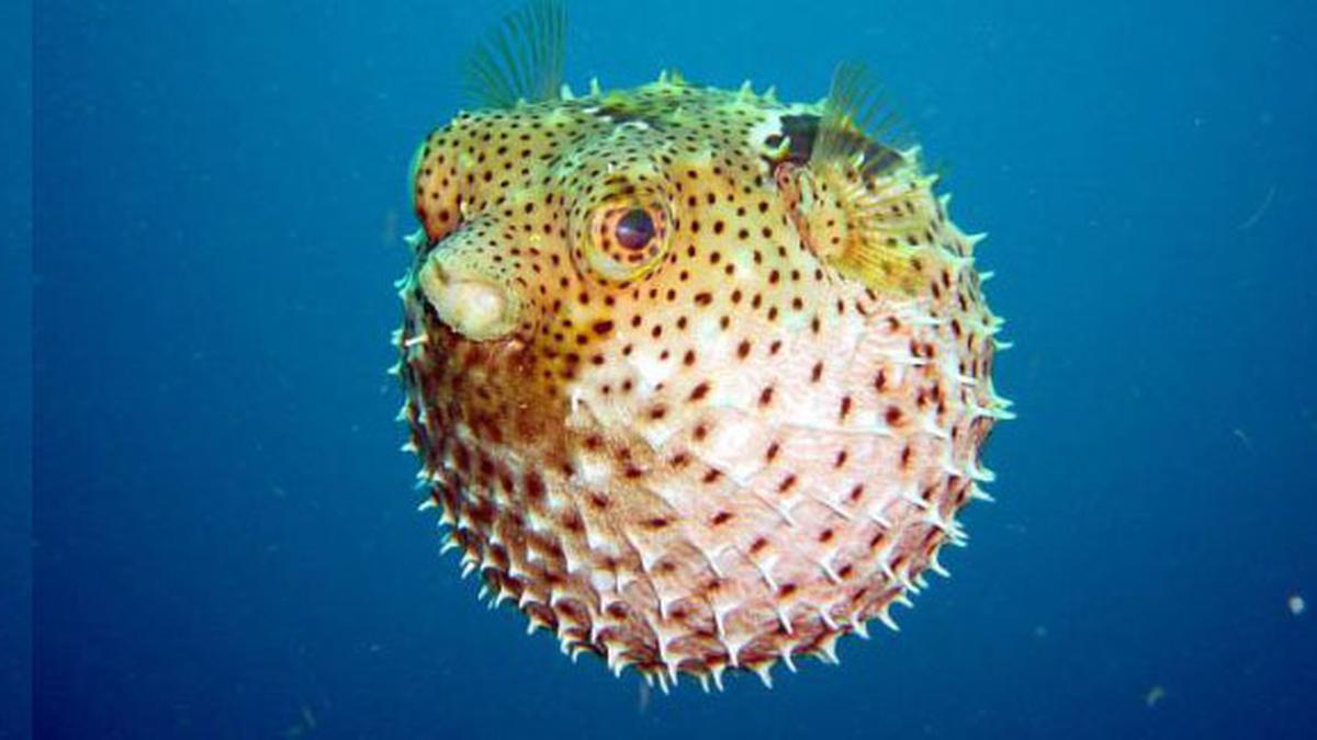 Waspada Racun pada Ikan Buntal