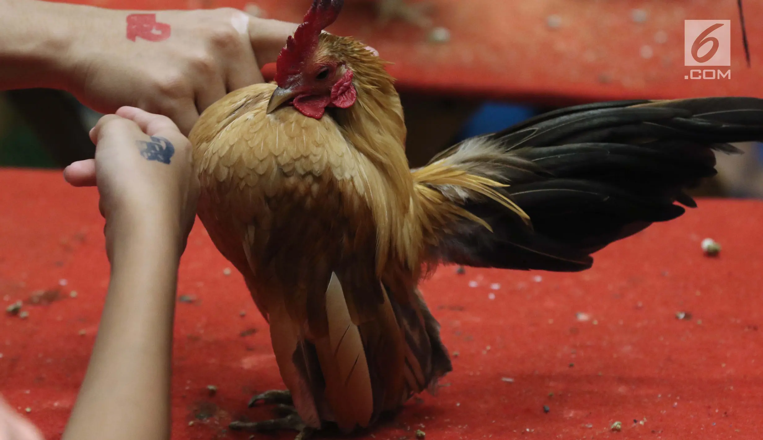 FOTO: Jakarta Indonesia Pet Show 2019 Surga Pecinta Hewan Kesayangan ...
