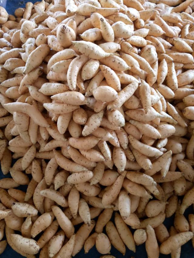 5 Resep Olahan Ubi yang Enak dan Mudah Dibuat, Praktis untuk Camilan ...