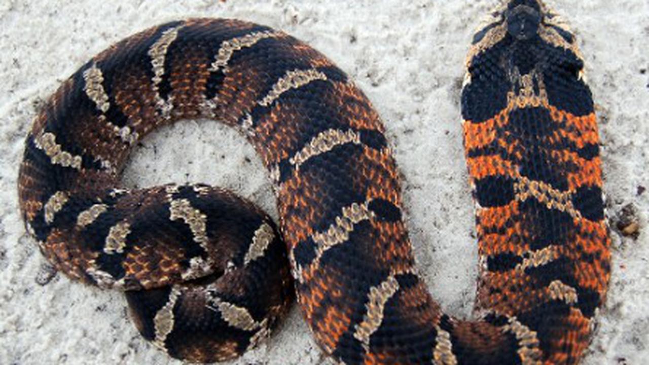 8 Jenis Ular yang Sekali Bertelur Bisa Banyak, Hati-Hati Ada di Sekitar ...