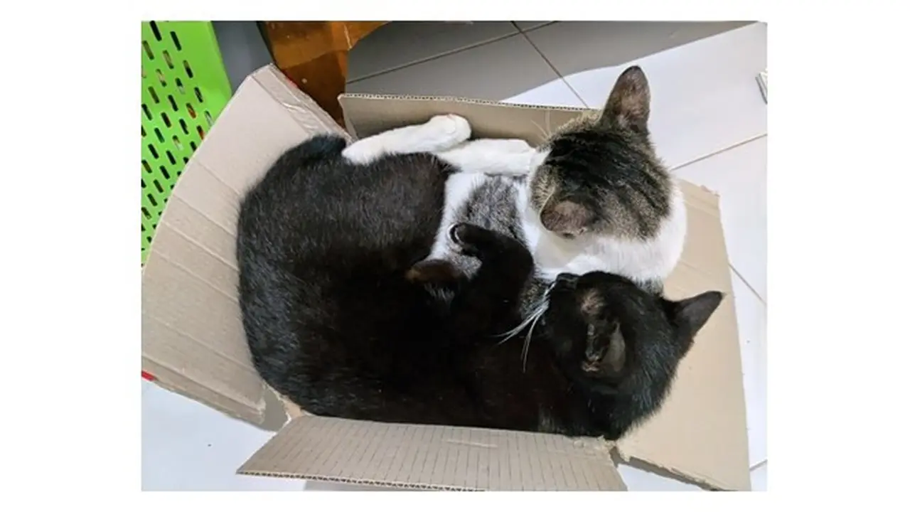 10 Potret Tempat Kucing Rebahan Ini Bikin Geleng Kepala, Enggak Habis ...