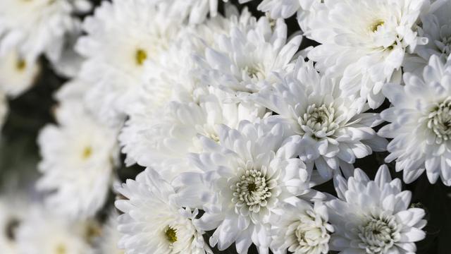 12 Bunga Berdasarkan Bulan Kelahiran dan Makna Rahasia di Baliknya ...