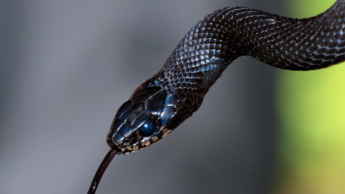 7 Berbagai Arti dari Mimpi Digigit Ular Menjadi Peringatan Adanya Bahaya