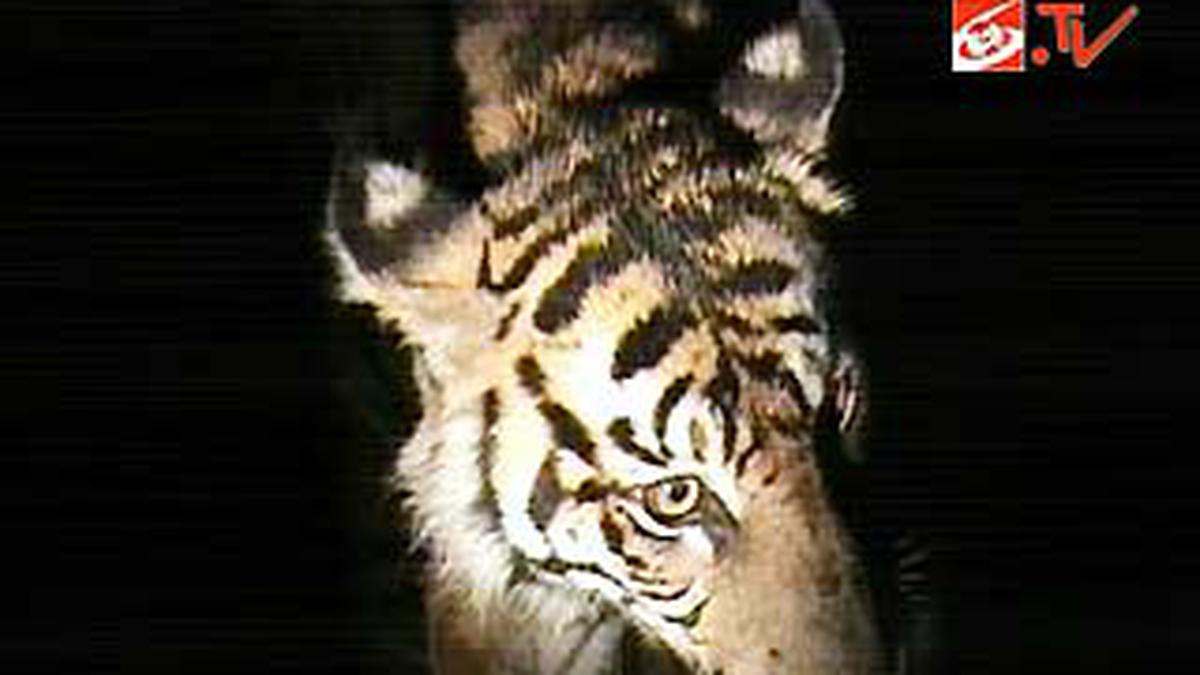 Harimau Sumatra Akhirnya Dievakuasi - News Liputan6.com