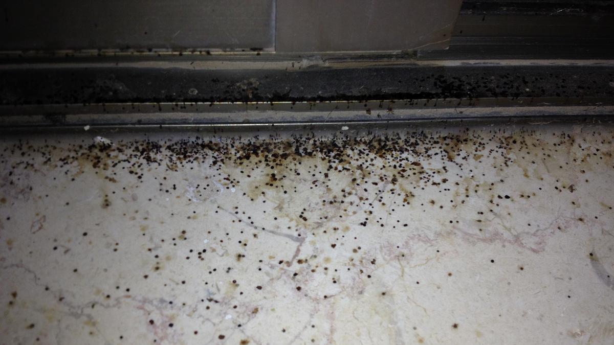 9 Faktor Penyebab Timbulnya Black Mold di Dinding Rumah, Simak Cara ...