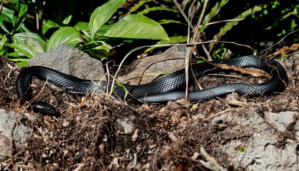 6 Potret Terbaru Aiu Ratna Vokalis Garasi yang Awet Muda, Punya Anak ...