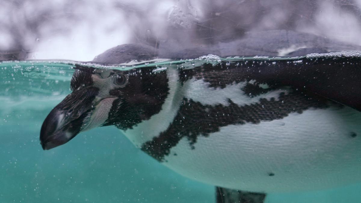 Mantan Menteri Agama Malaysia Sebut Penguin Halal Dimakan