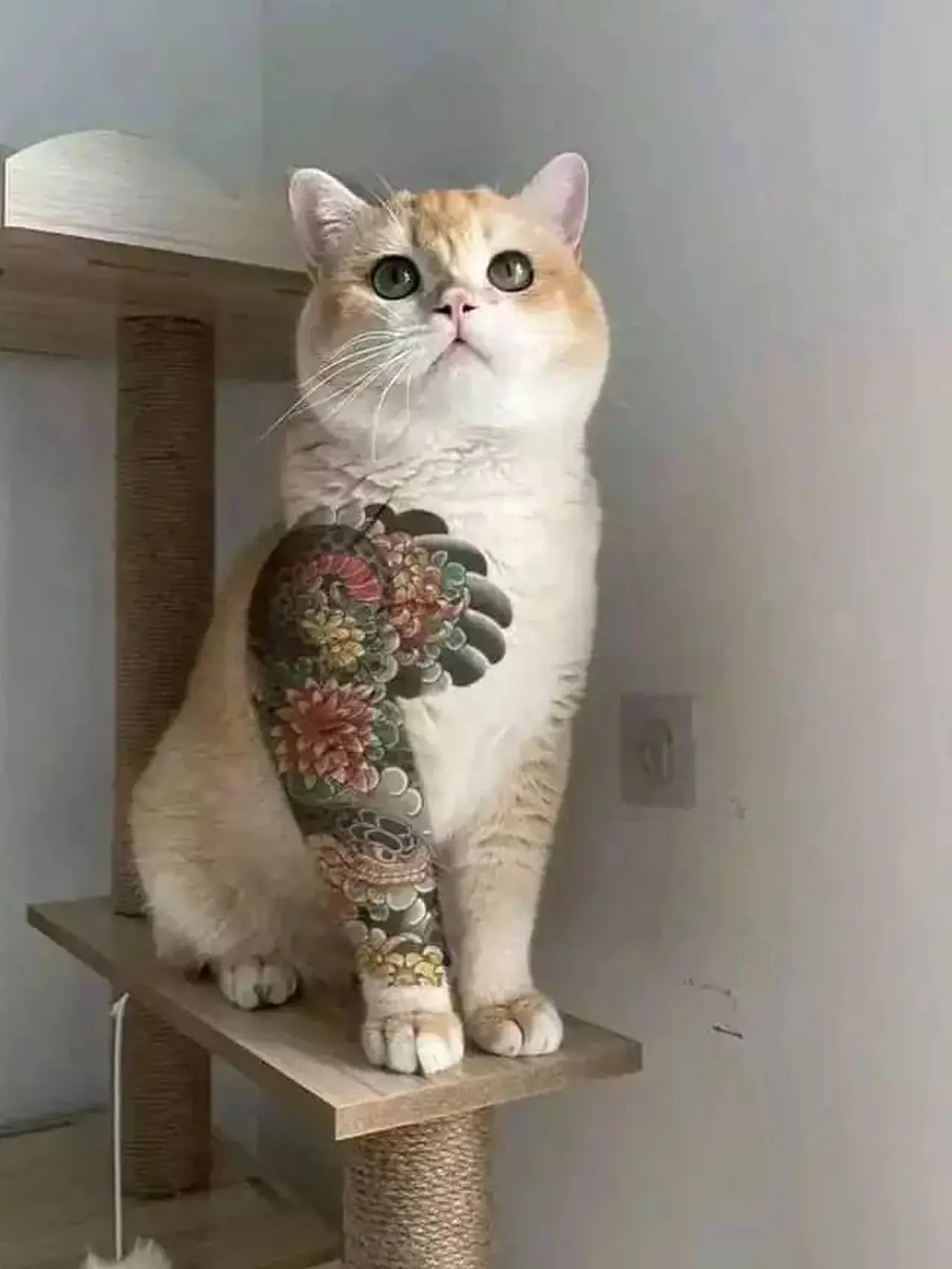 8 Potret Nyeleneh Kucing Tampil Berotot Ini Bikin Tepuk Jidat - Hot ...