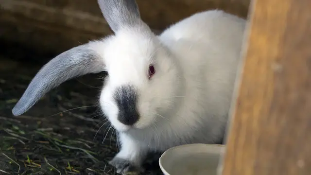 Jenis Kelinci Dan Harganya