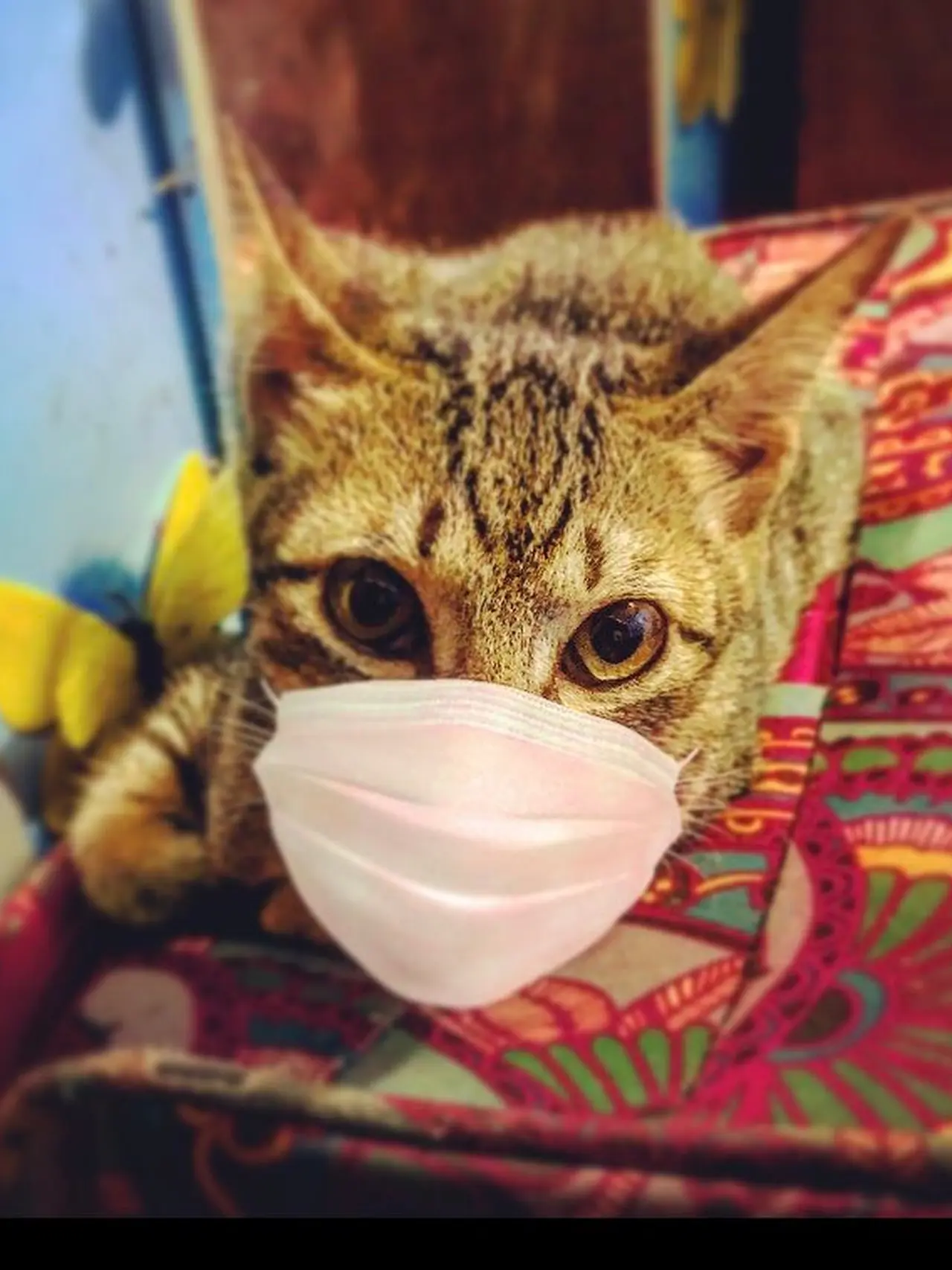 6 Potret Lucu Kucing Pakai Masker hingga Face Shield, Ikut Cegah Virus ...