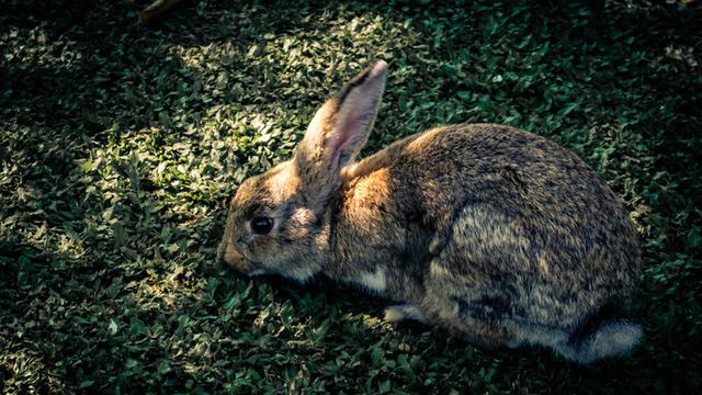 10 Jenis Kelinci Hias dan Harganya, Bisa Jadi Pilihan Hewan Peliharaan ...