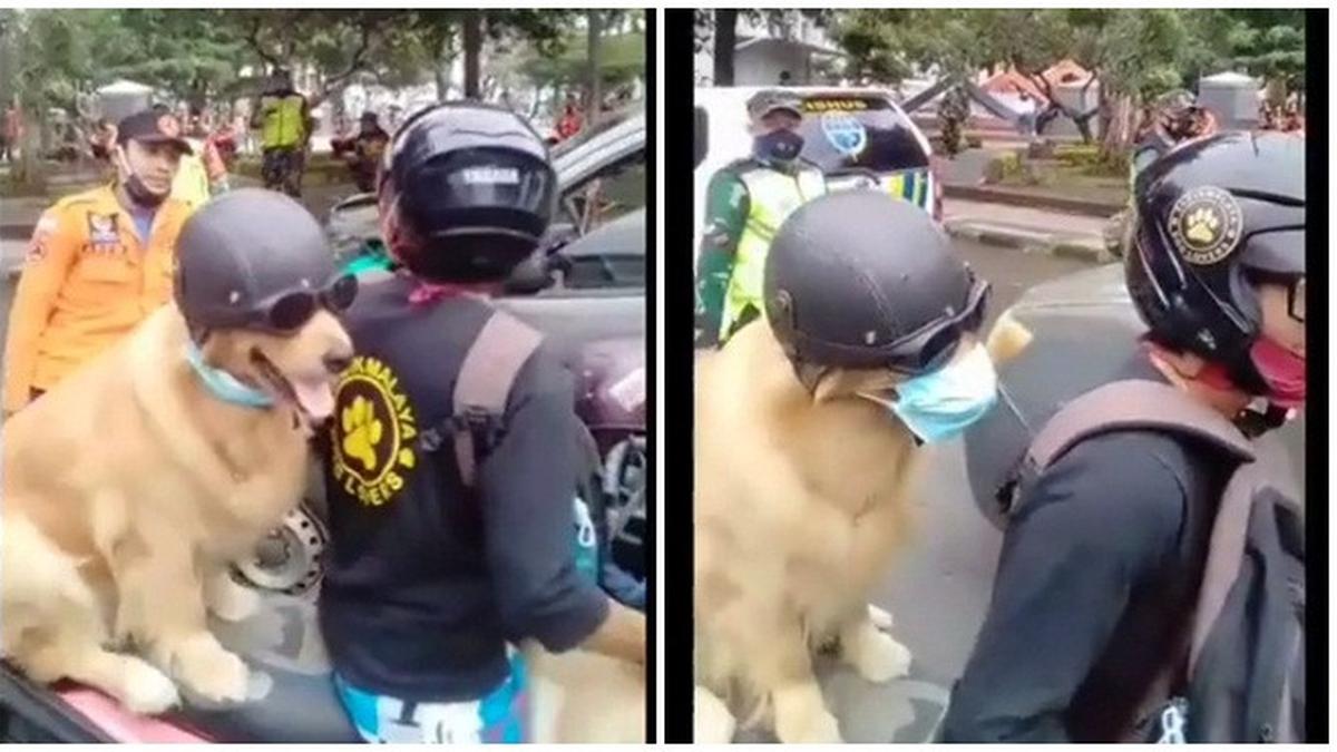 Viral Anjing Taat Pakai Helm dan Masker saat Dibonceng Motor, Bikin Gemas