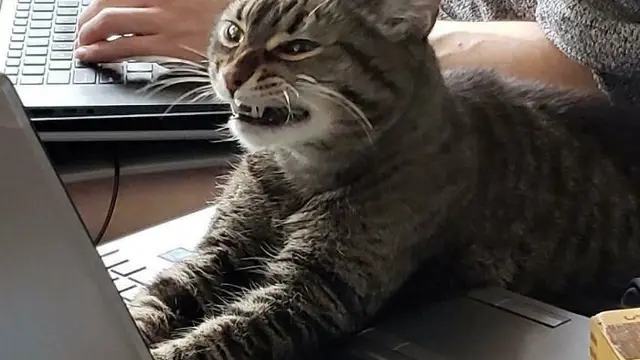 7 Potret Reaksi Lucu Kucing saat Marah, Pamer Taring - Hot Liputan6.com