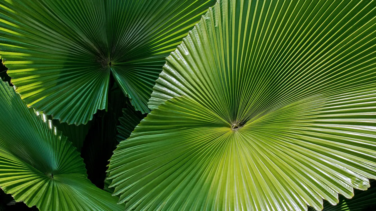 8 Jenis Palem untuk Tanaman Hias, Percantik Rumah - Hot Liputan6.com