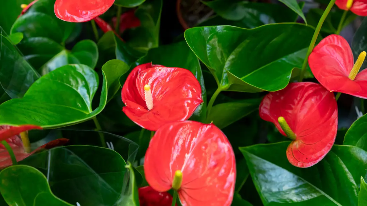 Berita mitos tanaman kuping gajah Terbaru - Kabar Terbaru Hari Ini ...