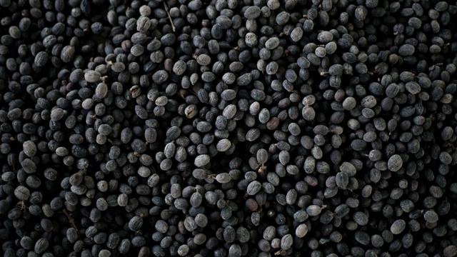 12 Manfaat Kacang Hitam untuk Kesehatan yang Jarang Diketahui, Jaga ...