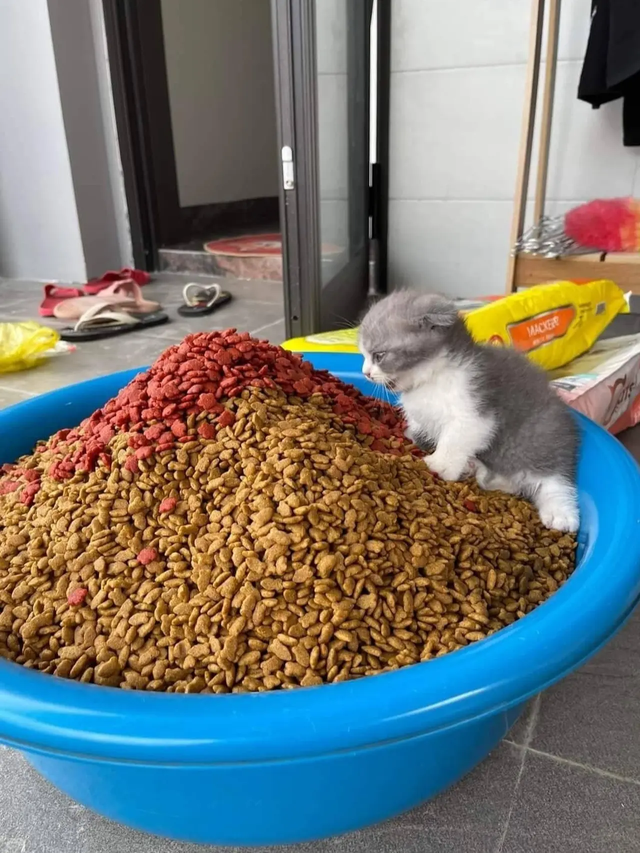 7 Potret Kucing Mukbang Ini Menggemaskan, Engga Takut Kelaparan - Hot ...