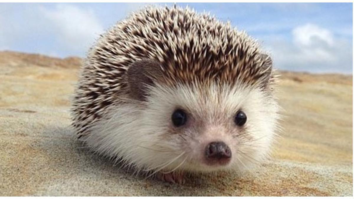 Hidup Dengan Filosofi Landak