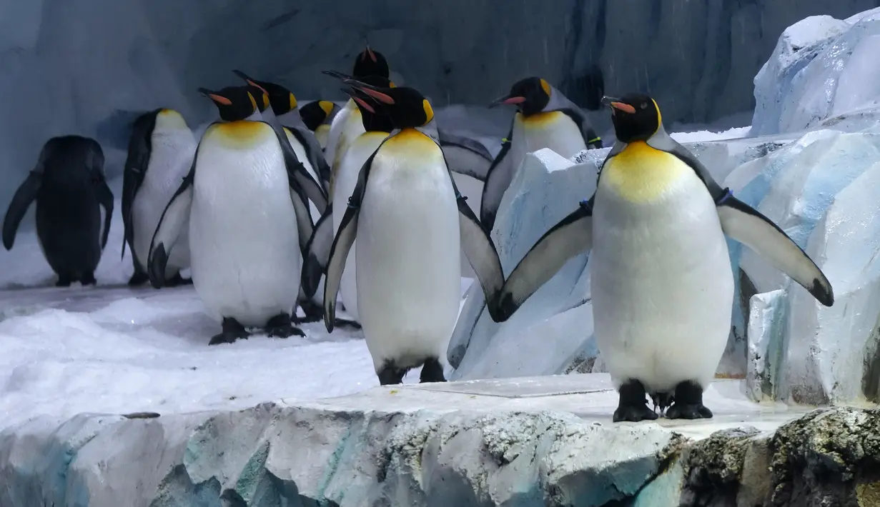FOTO: Pusat Konservasi Penguin Terbesar di Detroit Dibuka Kembali ...