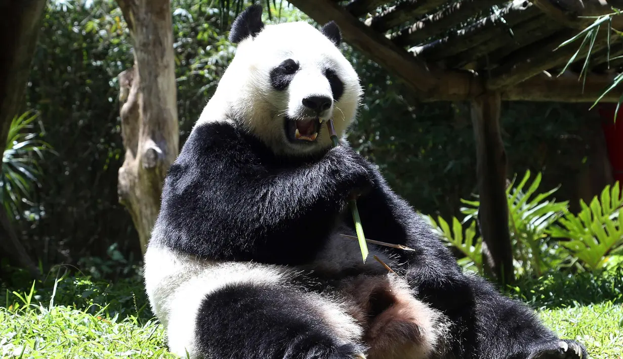 PHOTO: Tingkah Menggemaskan Dua Panda China di Taman Safari Indonesia ...