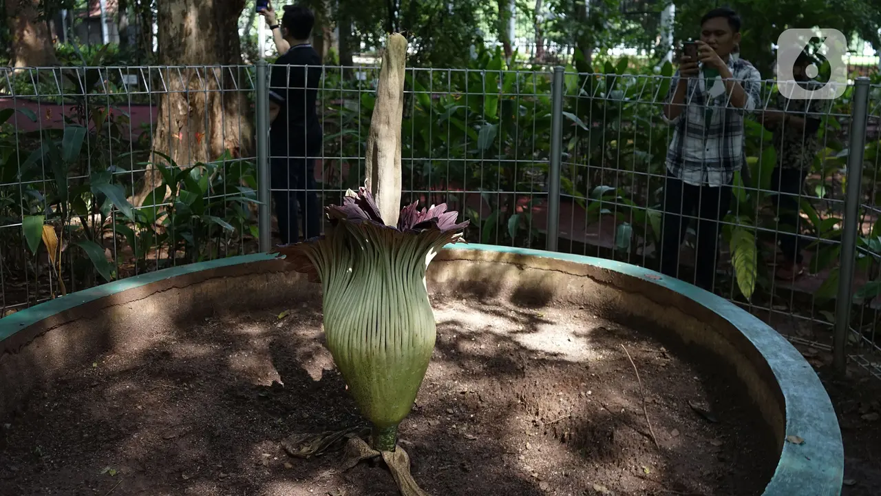Bunga Bangkai Asal Indonesia Tumbuh di Taman Kampus Florida, Mahasiswa ...