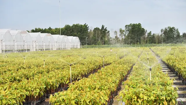 Persemaian Bibit Skala Besar Siap Dukung Program Rehabilitasi Hutan dan ...