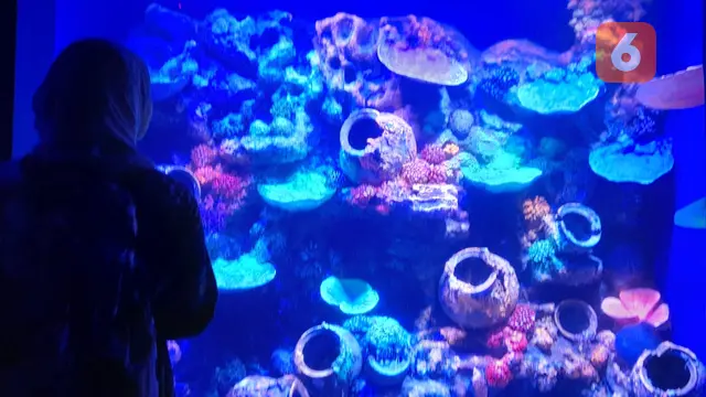 Daya Tarik BXSea Bintaro, Wisata Aquarium Menarik di Tangerang ...