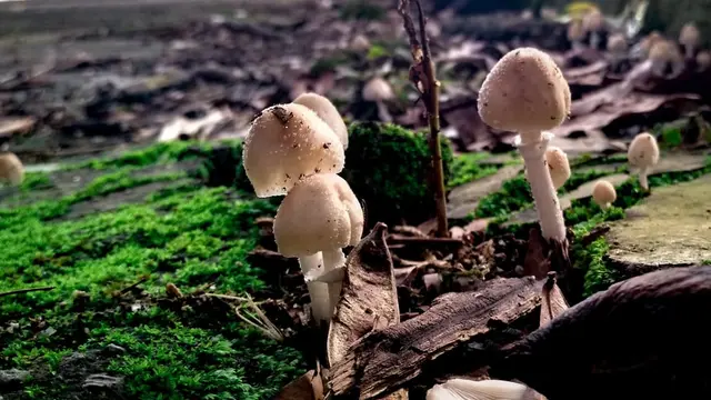 Mengenal Ciri Umum Protista Mirip Jamur dan Peranannya bagi Kehidupan ...