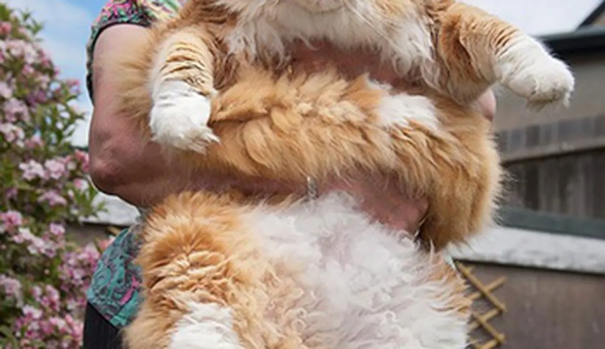 Potret Manis dan Lucu Kucing Dengan Tubuh Raksasa - Photo Fimela.com