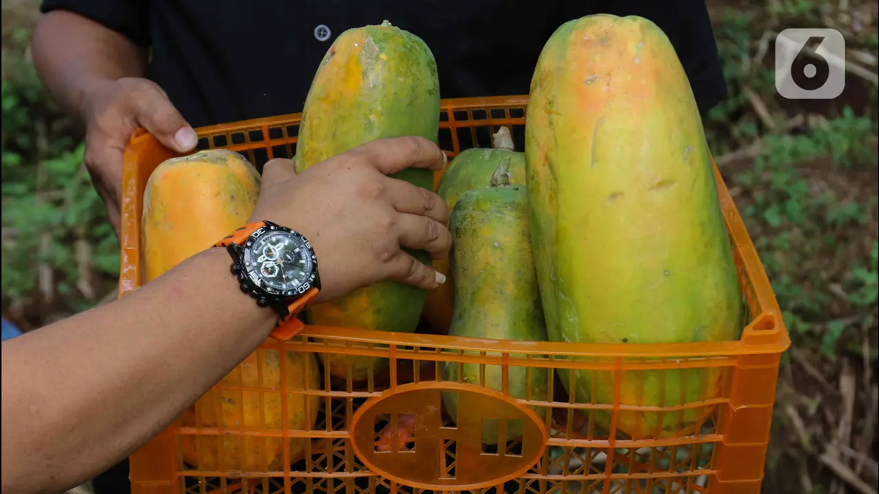 Cara Menanam Pepaya California, Komoditas Pertanian yang Mudah ...