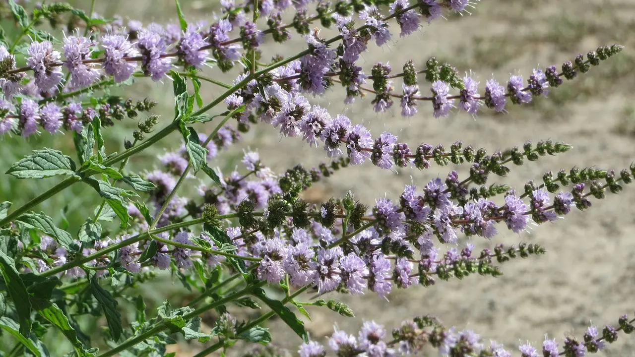 7 Jenis Tanaman Mint yang Bisa Dibudidayakan, Kaya Manfaat - Hot ...