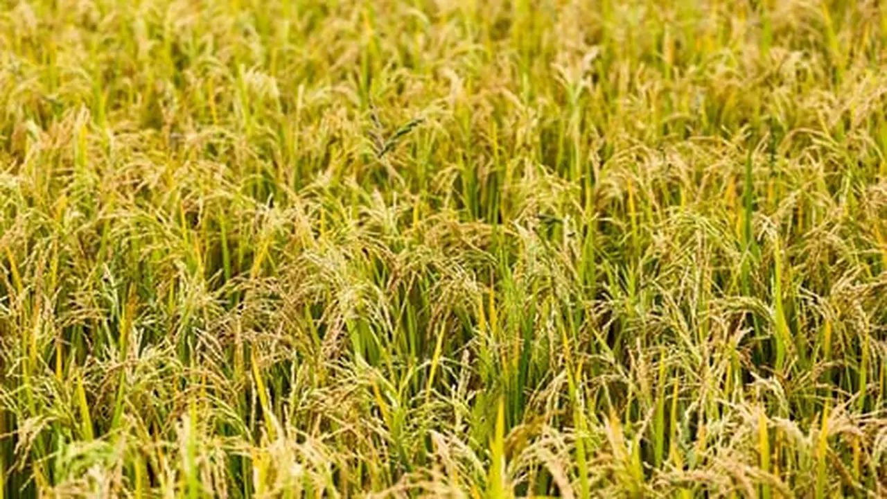 Pangan Adalah Olahan Makanan Jadi, Kenali Jenis-Jenis dan Contohnya ...